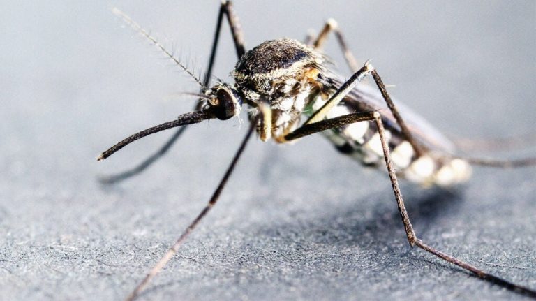 Malaria: Penularan, Gejala, dan Obat Herbalnya - Herbal Indo Utama